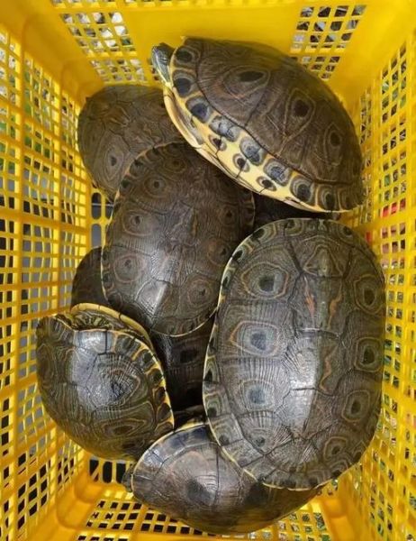 甜甜圈龟和火焰龟区别_如何区分-第1张图片-山城妙识 甜甜圈龟和火焰龟区别_如何区分-第1张图片-山城妙识