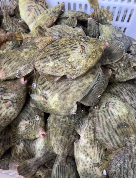 剥皮鱼叫什么鱼_剥皮鱼是哪种鱼-第1张图片-山城妙识