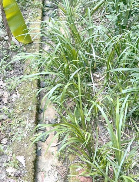 五香草图片_五香草长什么样-第1张图片-山城妙识