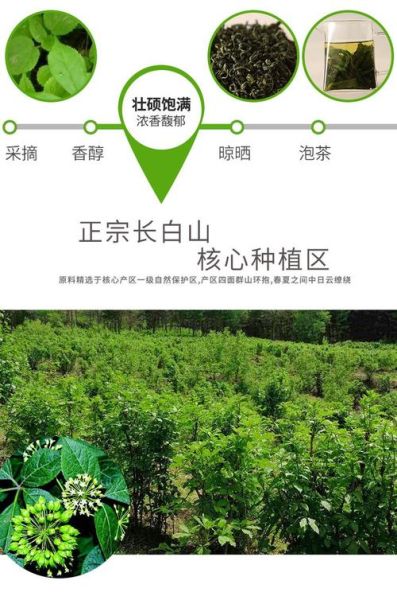 长期喝刺五加茶的危害_刺五加茶副作用有哪些-第3张图片-山城妙识