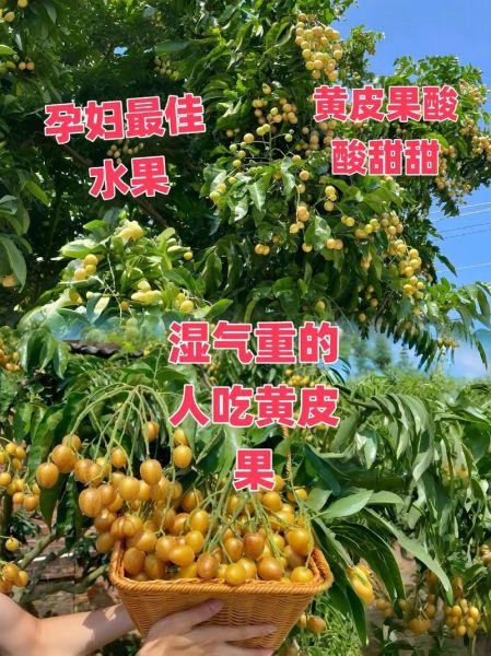 黄皮果的皮可以吃吗_黄皮果皮怎么吃-第1张图片-山城妙识