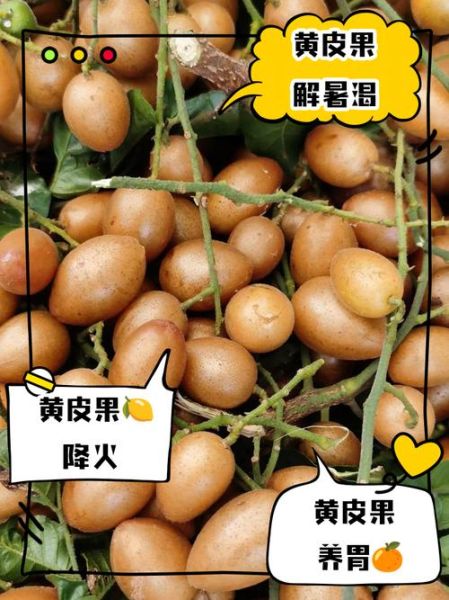 黄皮果的皮可以吃吗_黄皮果皮怎么吃-第3张图片-山城妙识