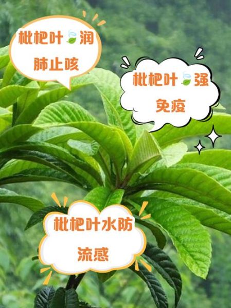 枇杷叶煮水一天喝几次_枇杷叶水能长期喝吗-第2张图片-山城妙识 枇杷叶煮水一天喝几次_枇杷叶水能长期喝吗-第2张图片-山城妙识