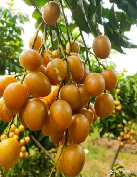 黄皮果图片大全_黄皮果怎么挑选-第2张图片-山城妙识