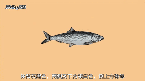 鲱怎么读_鲱鱼发音是什么-第2张图片-山城妙识 鲱怎么读_鲱鱼发音是什么-第2张图片-山城妙识