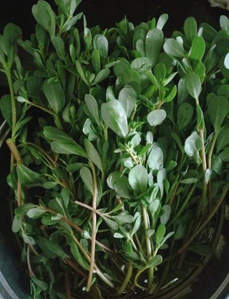 十大致癌野菜有哪些_如何安全食用野菜-第1张图片-山城妙识 十大致癌野菜有哪些_如何安全食用野菜-第1张图片-山城妙识