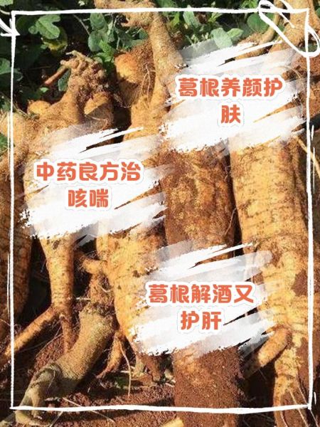 生葛根和熟葛根的区别_哪个更适合日常养生-第3张图片-山城妙识 生葛根和熟葛根的区别_哪个更适合日常养生-第3张图片-山城妙识