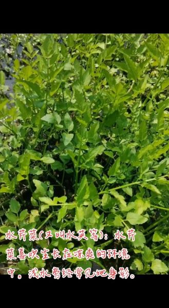 十大致癌野菜有哪些_如何安全食用野菜-第3张图片-山城妙识 十大致癌野菜有哪些_如何安全食用野菜-第3张图片-山城妙识