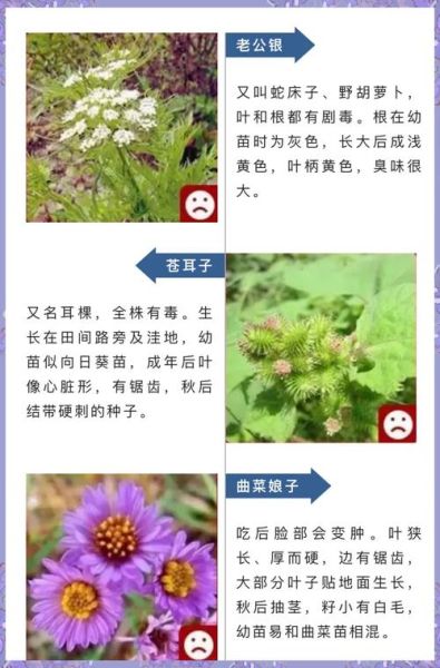 十大致癌野菜有哪些_如何安全食用野菜-第2张图片-山城妙识 十大致癌野菜有哪些_如何安全食用野菜-第2张图片-山城妙识
