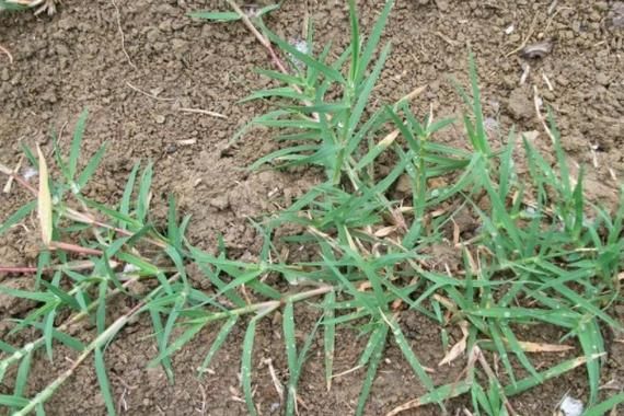 农田常见杂草图谱_如何识别与防治-第3张图片-山城妙识