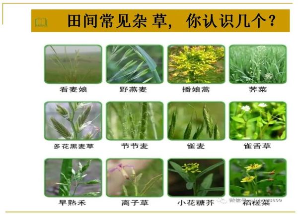 农田常见杂草图谱_如何识别与防治-第1张图片-山城妙识