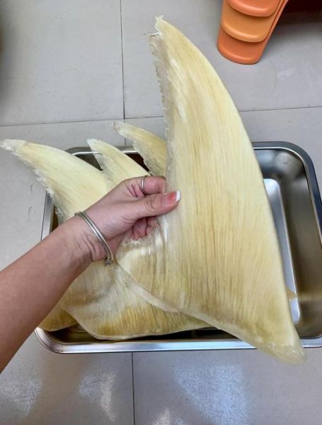 鱼翅长什么样子_鱼翅图片和真品区别-第1张图片-山城妙识 鱼翅长什么样子_鱼翅图片和真品区别-第1张图片-山城妙识