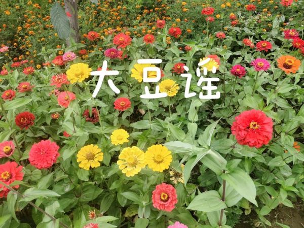 大豆谣歌曲_背后的故事是什么-第2张图片-山城妙识 大豆谣歌曲_背后的故事是什么-第2张图片-山城妙识