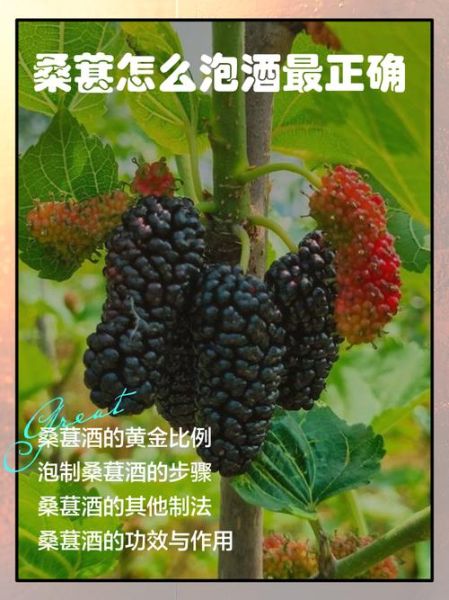 桑椹泡酒的做法_桑椹泡酒用什么酒最好-第3张图片-山城妙识