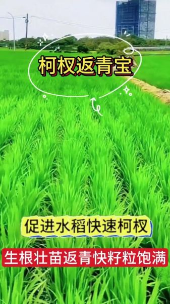水稻种植技术_如何提高产量-第2张图片-山城妙识