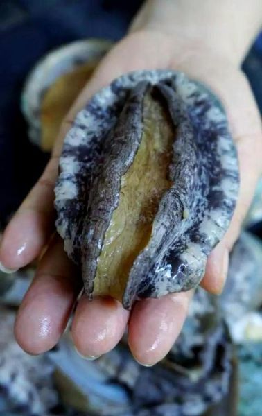 鲍鱼指的是什么器官_鲍鱼是鱼的哪个部位-第1张图片-山城妙识