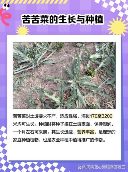 苦菜根的功效与作用_苦菜根的禁忌有哪些-第2张图片-山城妙识 苦菜根的功效与作用_苦菜根的禁忌有哪些-第2张图片-山城妙识