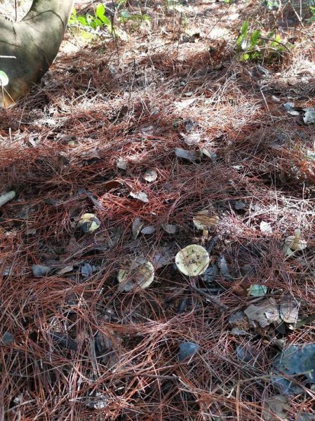 口蘑多少钱一斤_口蘑价格为什么波动大-第2张图片-山城妙识