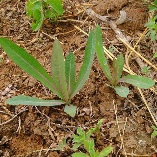 苦菜根的功效与作用_苦菜根的禁忌有哪些-第3张图片-山城妙识 苦菜根的功效与作用_苦菜根的禁忌有哪些-第3张图片-山城妙识