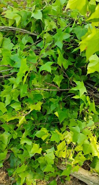 五色糯米饭用什么植物染色_如何自制天然染料-第3张图片-山城妙识 五色糯米饭用什么植物染色_如何自制天然染料-第3张图片-山城妙识