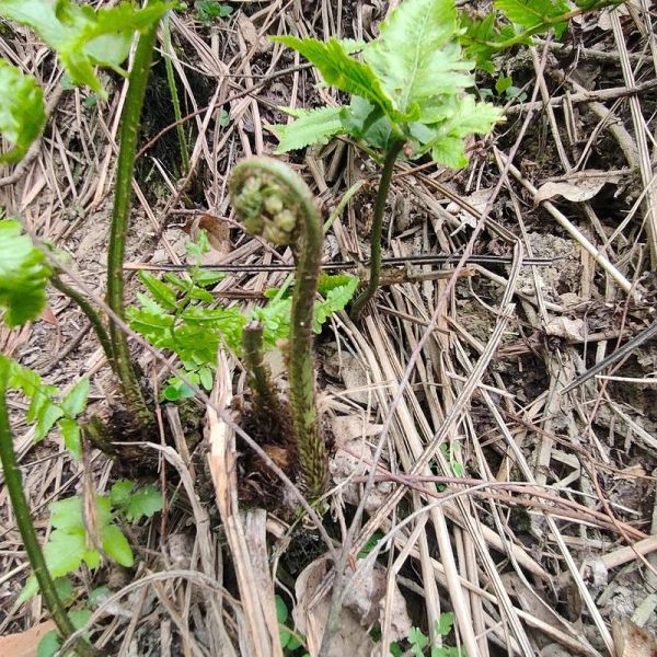 野蕨菜图片怎么识别_野蕨菜和蕨菜区别-第1张图片-山城妙识 野蕨菜图片怎么识别_野蕨菜和蕨菜区别-第1张图片-山城妙识