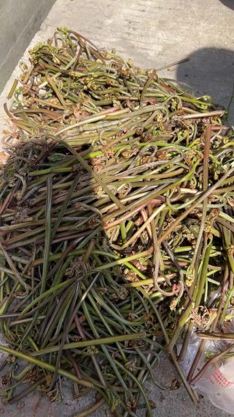 野蕨菜图片怎么识别_野蕨菜和蕨菜区别-第2张图片-山城妙识 野蕨菜图片怎么识别_野蕨菜和蕨菜区别-第2张图片-山城妙识
