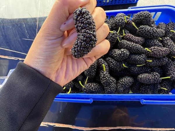 新鲜桑葚怎么吃_桑葚的正确吃法-第3张图片-山城妙识 新鲜桑葚怎么吃_桑葚的正确吃法-第3张图片-山城妙识