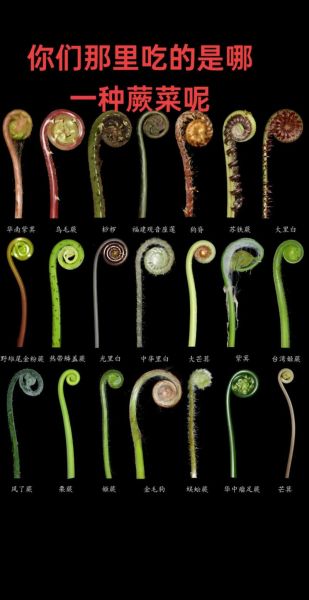 野蕨菜图片怎么识别_野蕨菜和蕨菜区别-第3张图片-山城妙识 野蕨菜图片怎么识别_野蕨菜和蕨菜区别-第3张图片-山城妙识