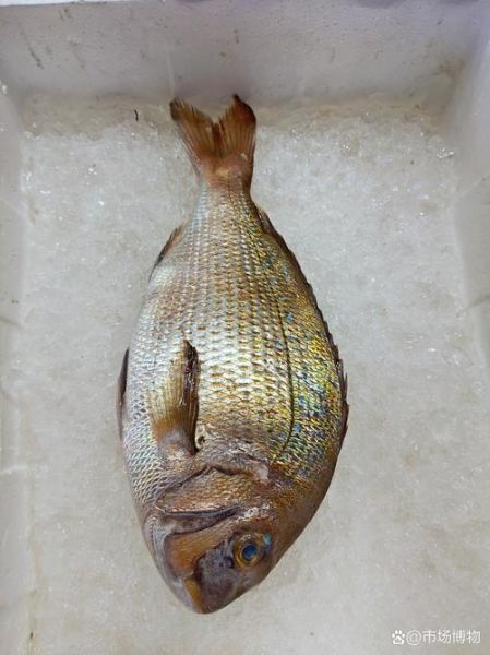 真鲷鱼一斤多少钱_真鲷鱼价格影响因素-第3张图片-山城妙识 真鲷鱼一斤多少钱_真鲷鱼价格影响因素-第3张图片-山城妙识