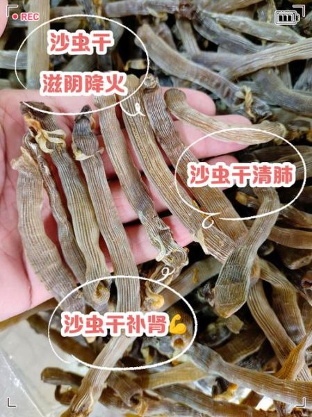 沙虫的功效与作用禁忌_沙虫什么人不能吃-第2张图片-山城妙识 沙虫的功效与作用禁忌_沙虫什么人不能吃-第2张图片-山城妙识