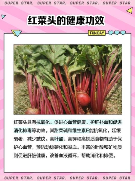 红菜头是什么_红菜头的功效与作用-第3张图片-山城妙识