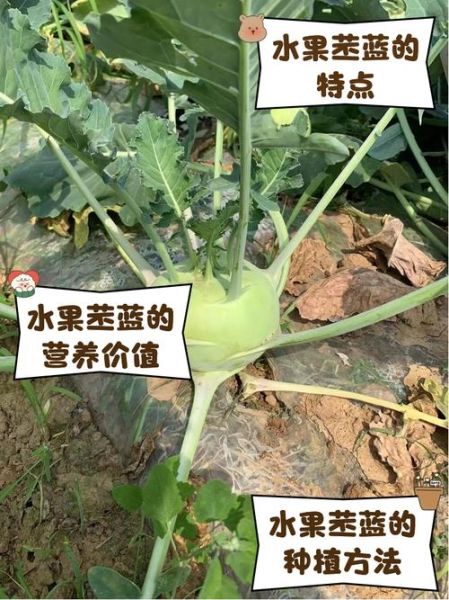 苤蓝怎么做好吃_苤蓝的营养价值有哪些-第3张图片-山城妙识 苤蓝怎么做好吃_苤蓝的营养价值有哪些-第3张图片-山城妙识