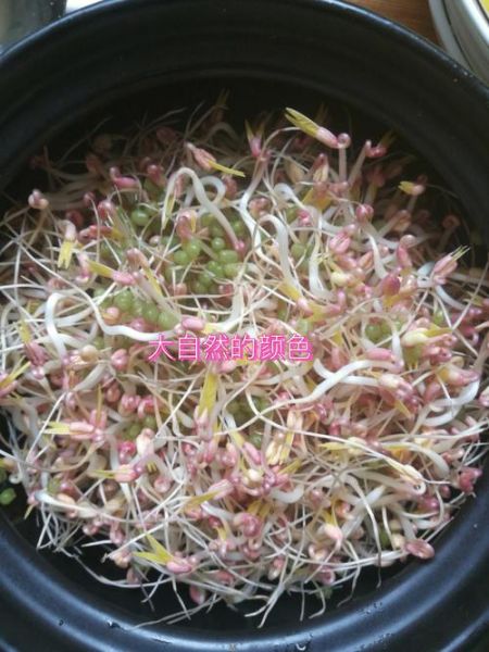 有毒绿豆芽怎么辨别_绿豆芽中毒症状有哪些-第2张图片-山城妙识