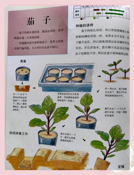 芽菜怎么种_家庭芽菜种植方法-第3张图片-山城妙识 芽菜怎么种_家庭芽菜种植方法-第3张图片-山城妙识
