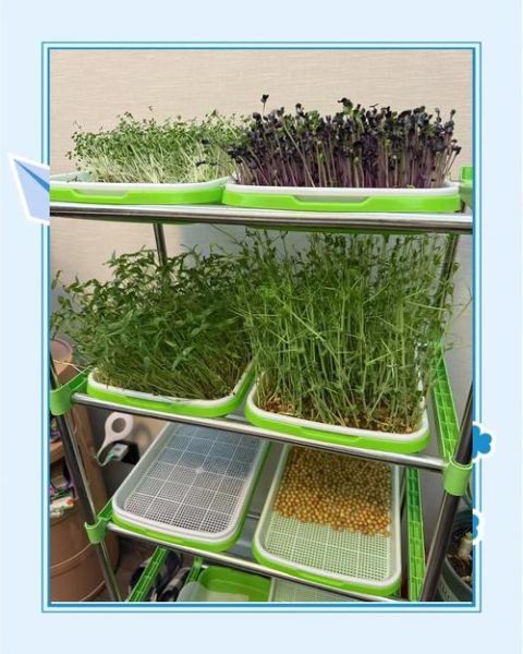 芽菜怎么种_家庭芽菜种植方法-第1张图片-山城妙识 芽菜怎么种_家庭芽菜种植方法-第1张图片-山城妙识