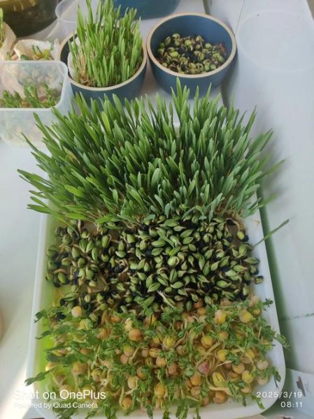 芽菜怎么种_家庭芽菜种植方法-第2张图片-山城妙识 芽菜怎么种_家庭芽菜种植方法-第2张图片-山城妙识