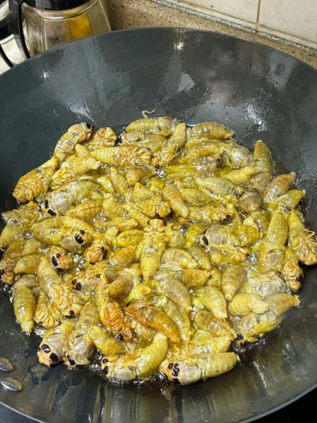 炒知了猴怎么做_知了猴怎么炒才好吃-第3张图片-山城妙识 炒知了猴怎么做_知了猴怎么炒才好吃-第3张图片-山城妙识