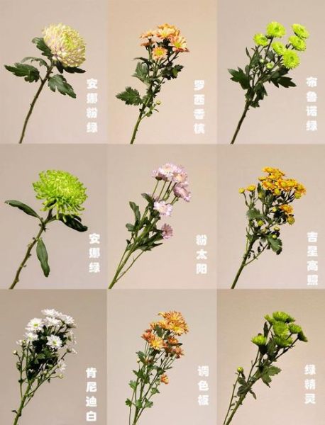 菊花图片大全鲜花_如何挑选最美观赏品种-第1张图片-山城妙识