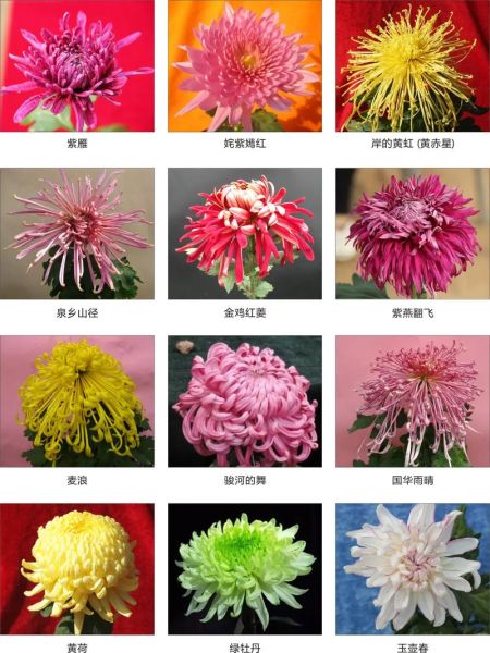 菊花图片大全鲜花_如何挑选最美观赏品种-第3张图片-山城妙识
