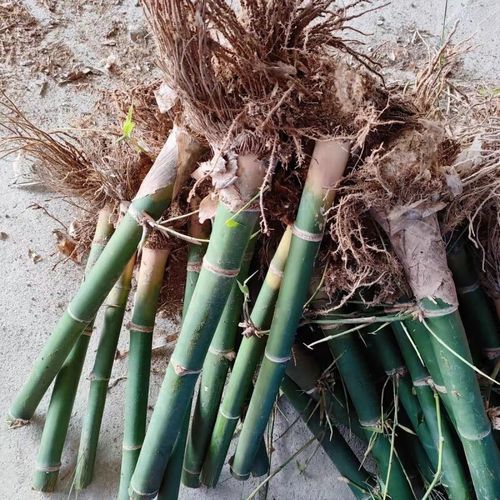 马蹄笋怎么保存_马蹄笋和竹笋区别-第2张图片-山城妙识