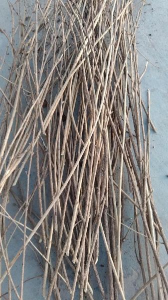 五加皮和刺五加的区别_哪个更适合泡酒-第1张图片-山城妙识 五加皮和刺五加的区别_哪个更适合泡酒-第1张图片-山城妙识