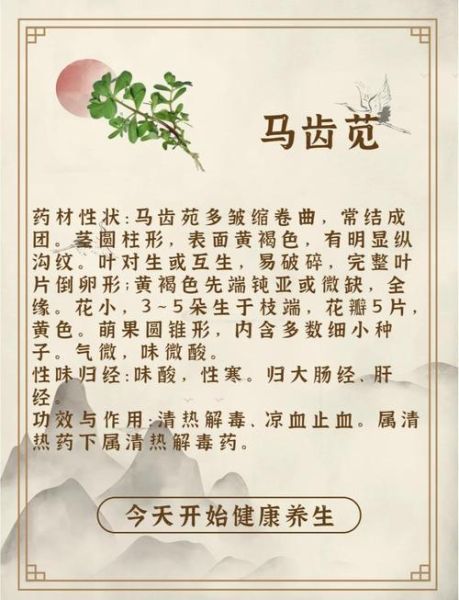 马齿苋头煲汤功效_马齿苋头煲汤有什么功效-第1张图片-山城妙识