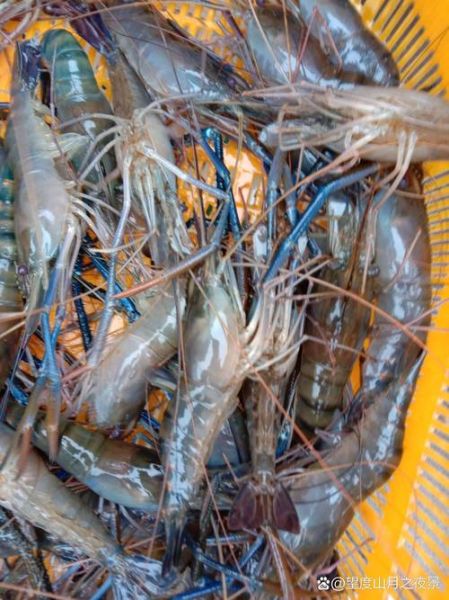 罗氏沼虾养殖技术_罗氏沼虾养殖利润怎么样-第1张图片-山城妙识 罗氏沼虾养殖技术_罗氏沼虾养殖利润怎么样-第1张图片-山城妙识