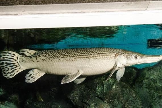 非洲虎鱼vs鳄雀鳝_哪个更凶猛-第1张图片-山城妙识