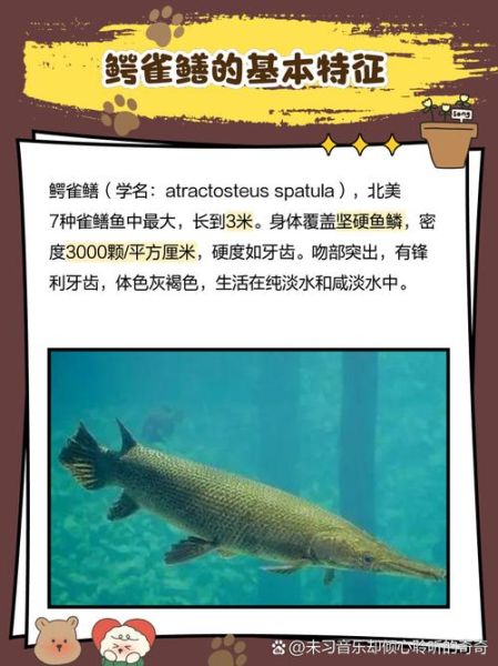 非洲虎鱼vs鳄雀鳝_哪个更凶猛-第2张图片-山城妙识