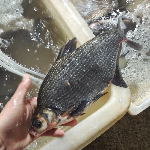 鳊鱼多少钱一斤_鳊鱼价格为什么波动大-第1张图片-山城妙识 鳊鱼多少钱一斤_鳊鱼价格为什么波动大-第1张图片-山城妙识