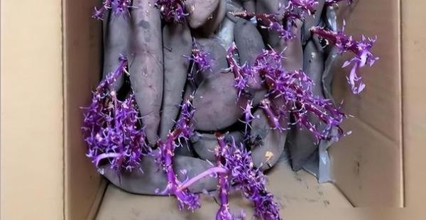 红薯长出了紫色的芽还能吃吗_红薯发芽变紫原因-第1张图片-山城妙识 红薯长出了紫色的芽还能吃吗_红薯发芽变紫原因-第1张图片-山城妙识