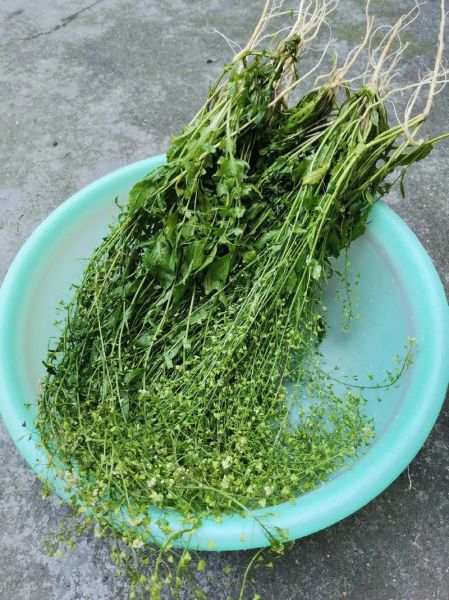 地米菜煮鸡蛋有什么好处_孕妇能吃吗-第2张图片-山城妙识