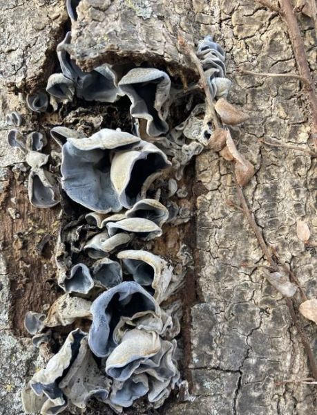 野生木耳怎么处理才能吃_野生木耳去毒方法-第2张图片-山城妙识 野生木耳怎么处理才能吃_野生木耳去毒方法-第2张图片-山城妙识