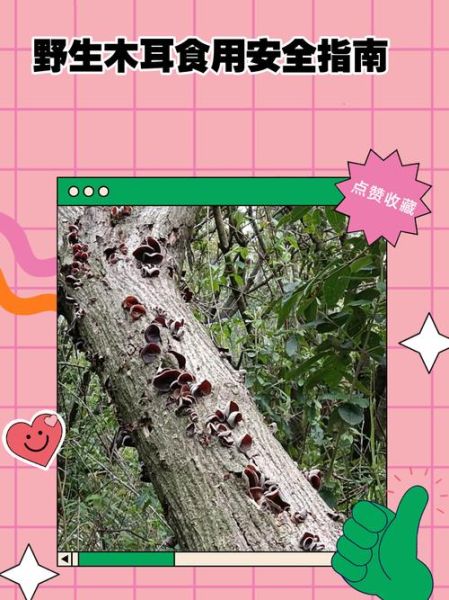 野生木耳怎么处理才能吃_野生木耳去毒方法-第1张图片-山城妙识 野生木耳怎么处理才能吃_野生木耳去毒方法-第1张图片-山城妙识